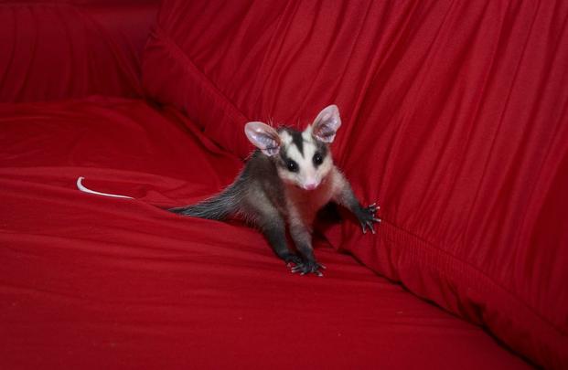 Torcedor do Sport cria timbu, mascote do rival Náutico, e o batiza de ...